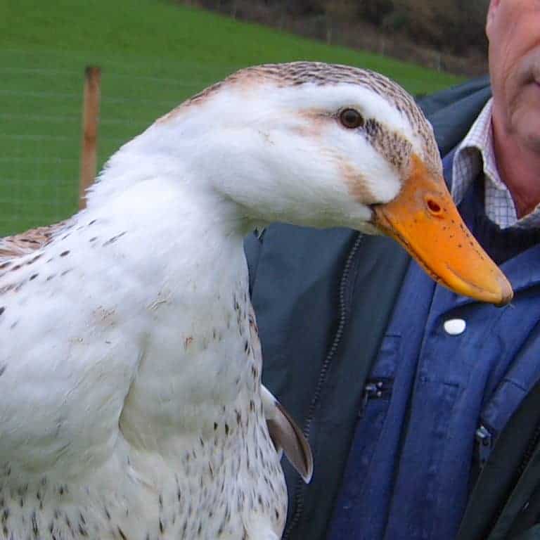 Waterfowl A to F - British Waterfowl Association