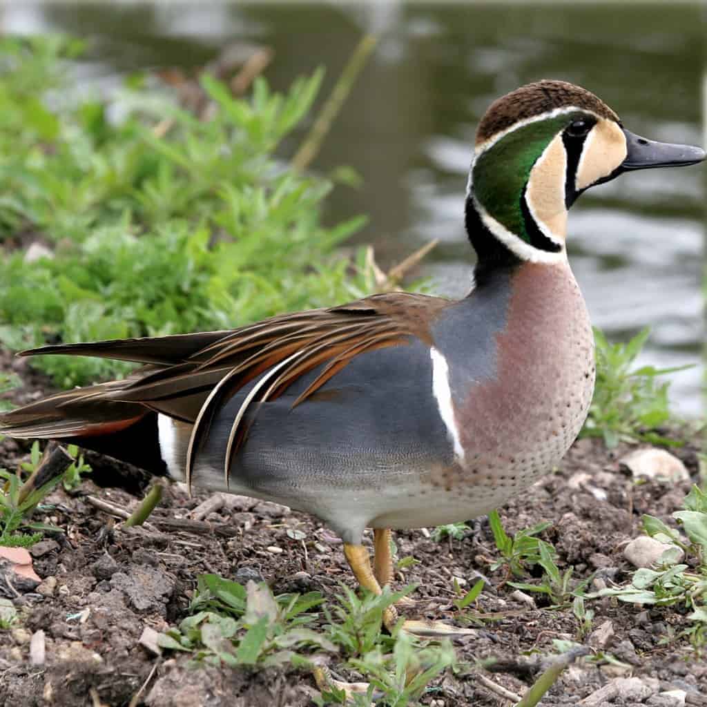 Waterfowl A to F - British Waterfowl Association