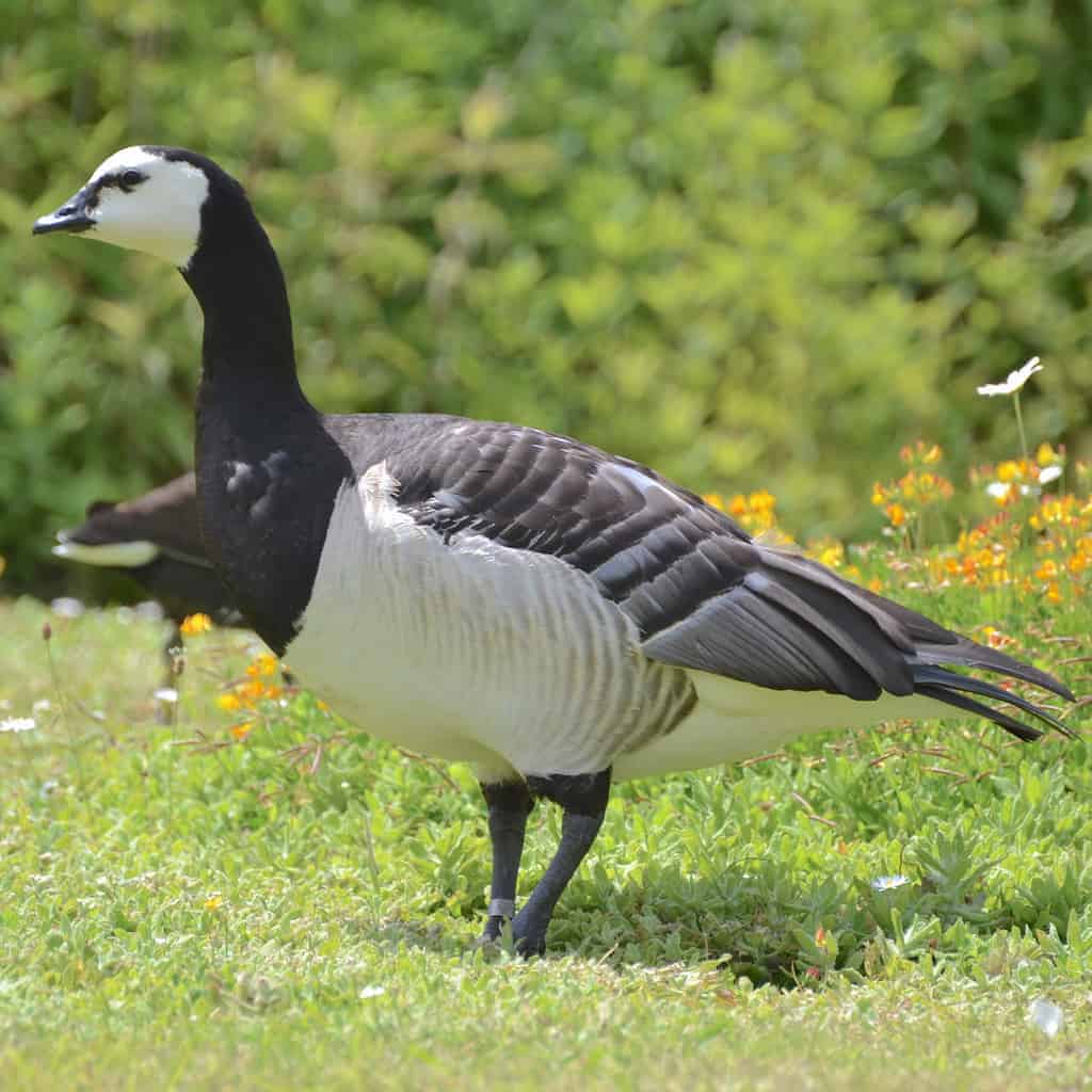 Waterfowl A to F - British Waterfowl Association