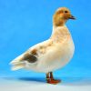 Call Ducks - British Waterfowl Association
