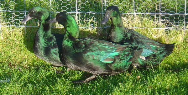 Domestic Ducks - British Waterfowl Association