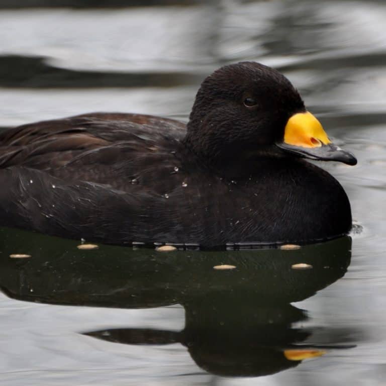 True Ducks - British Waterfowl Association