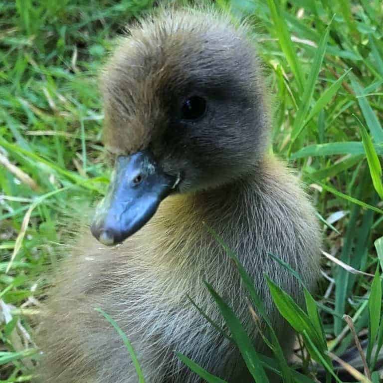 Runner Duck - British Waterfowl Association