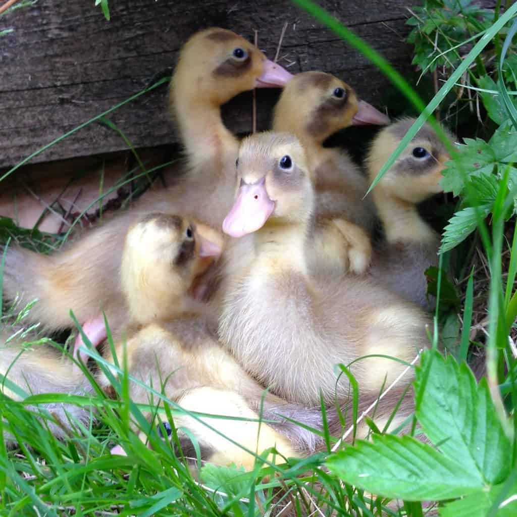 Raising Waterfowl - British Waterfowl Association