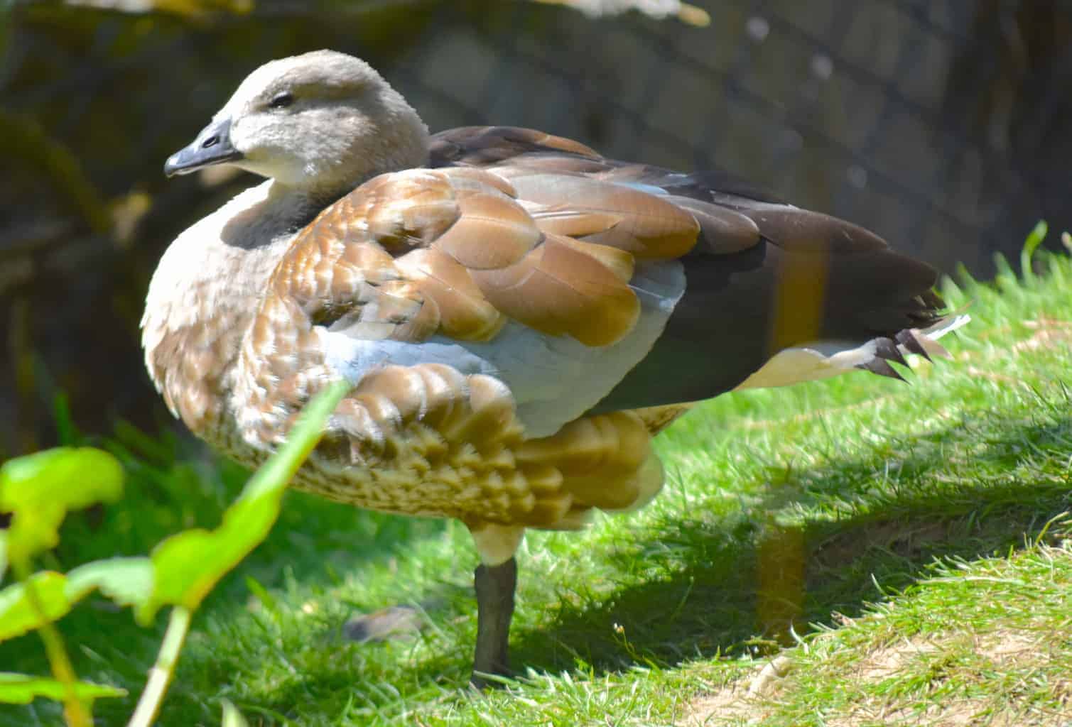 Blue-winged Goose - British Waterfowl Association