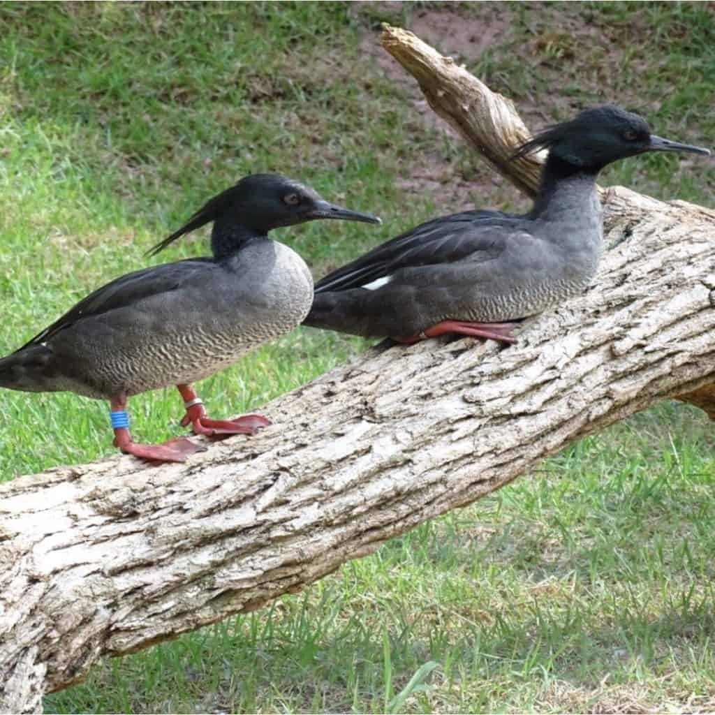 True Ducks - British Waterfowl Association