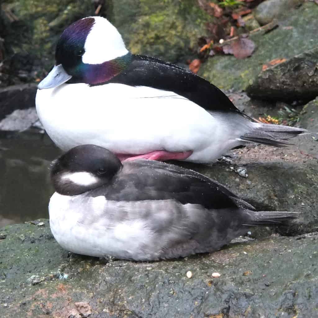 True Ducks - British Waterfowl Association