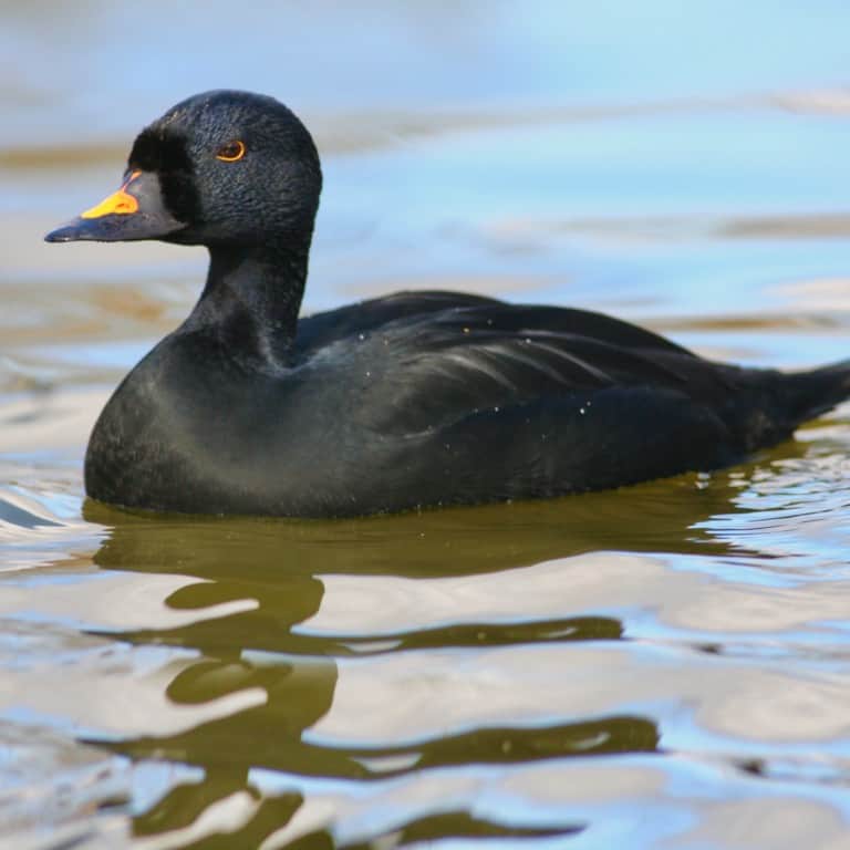 True Ducks - British Waterfowl Association