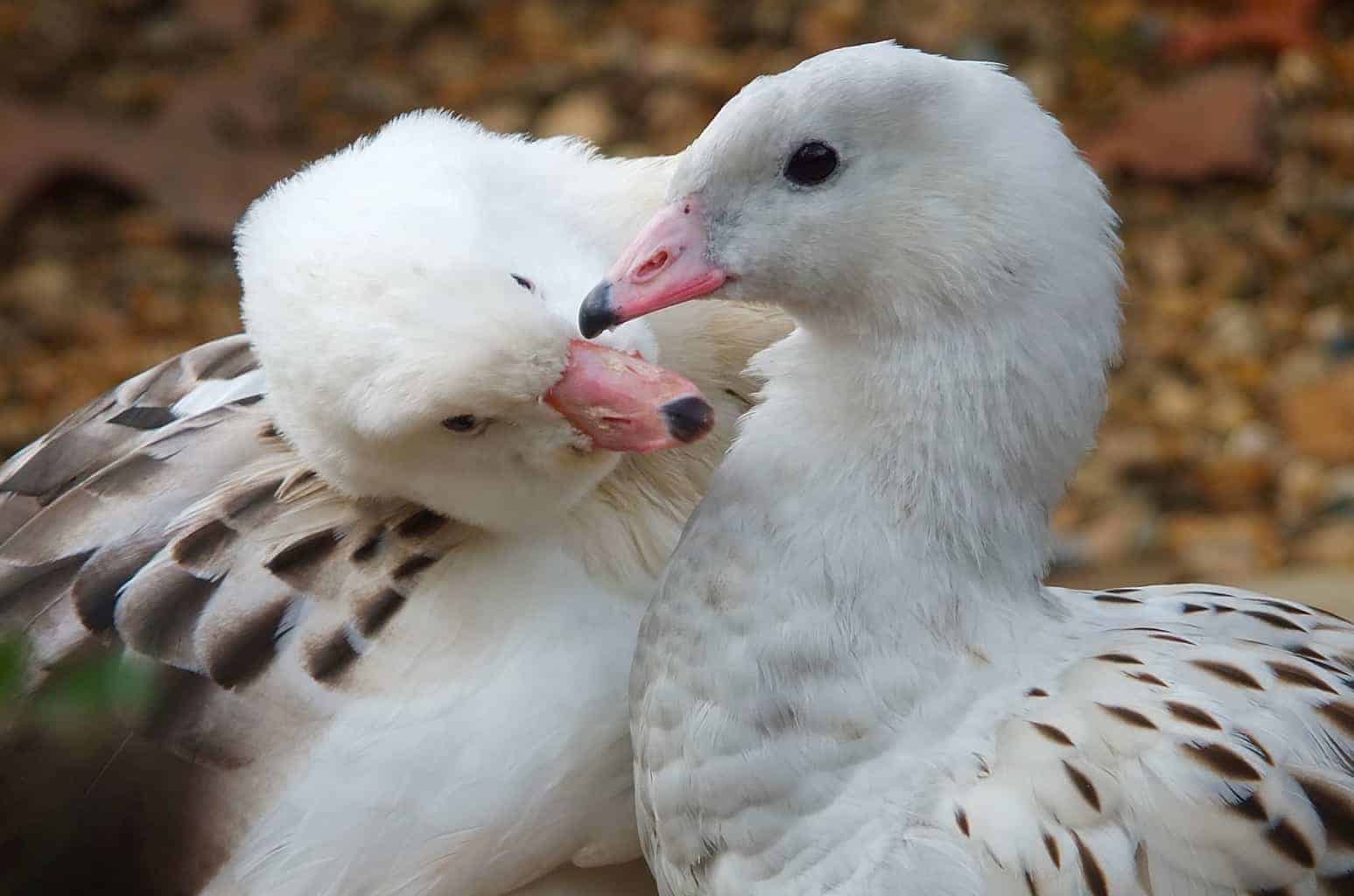 Andean Goose - British Waterfowl Association