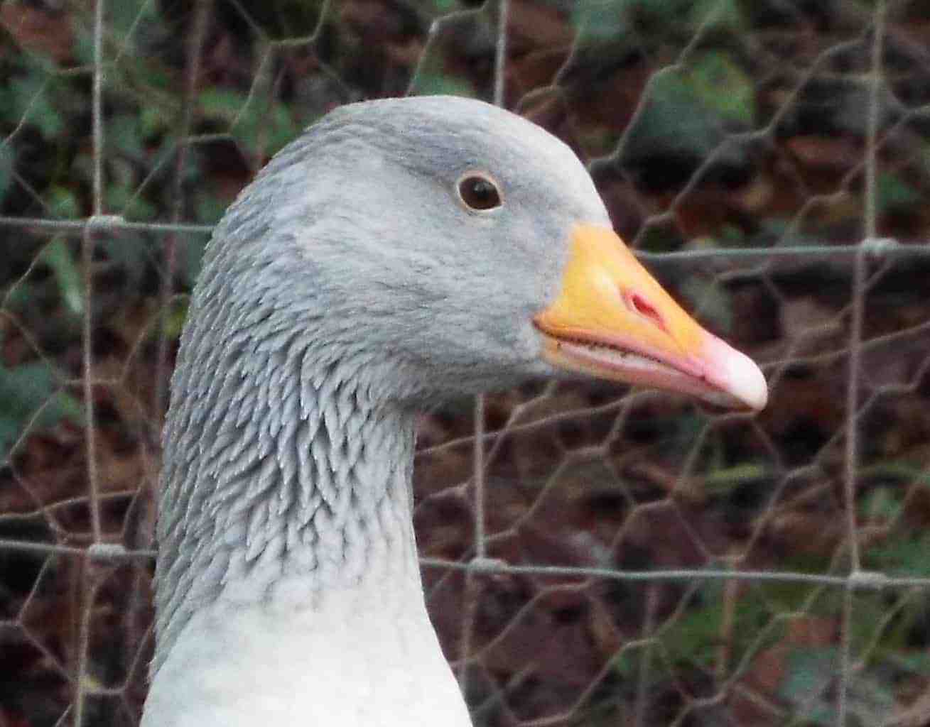 Franconian Goose - British Waterfowl Association