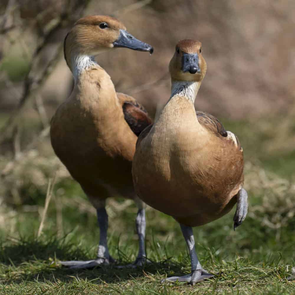 Fulvous Whistling Duck - British Waterfowl Association