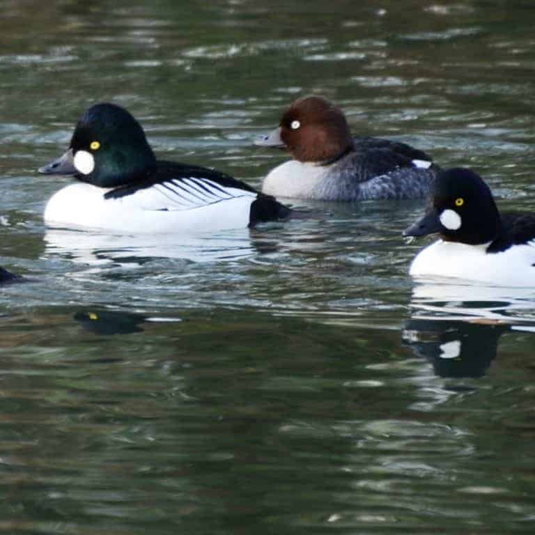 True Ducks - British Waterfowl Association
