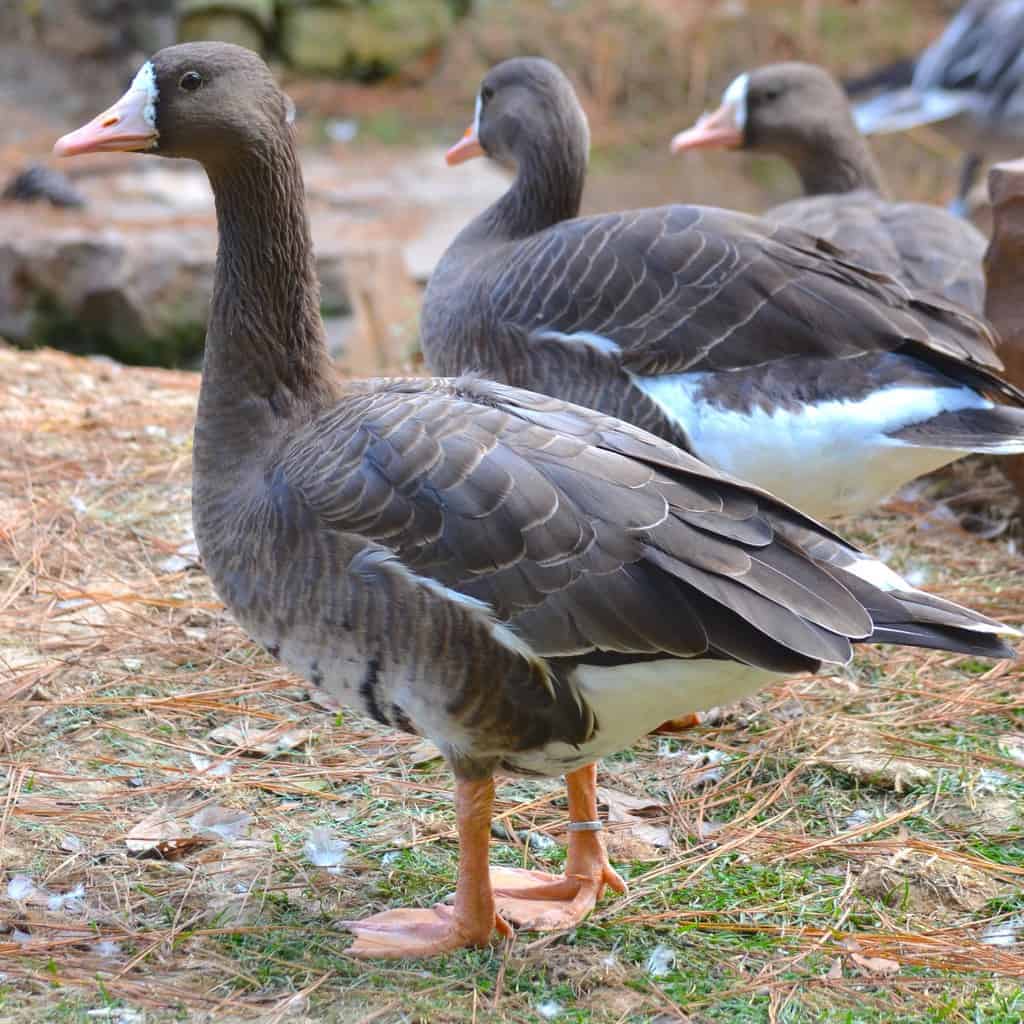 Waterfowl W to Z - British Waterfowl Association