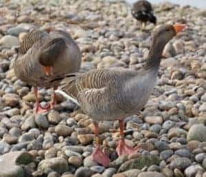 Greylag Goose - British Waterfowl Association