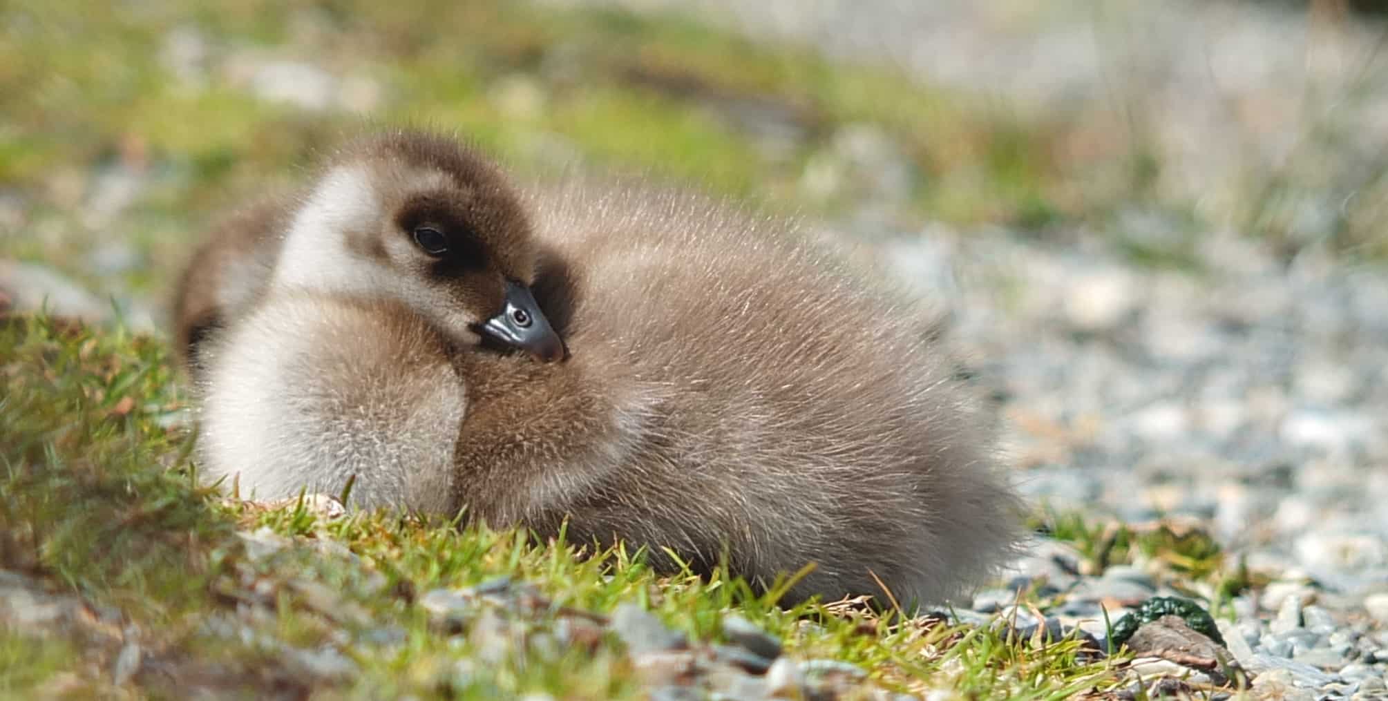 Upland Goose - British Waterfowl Association