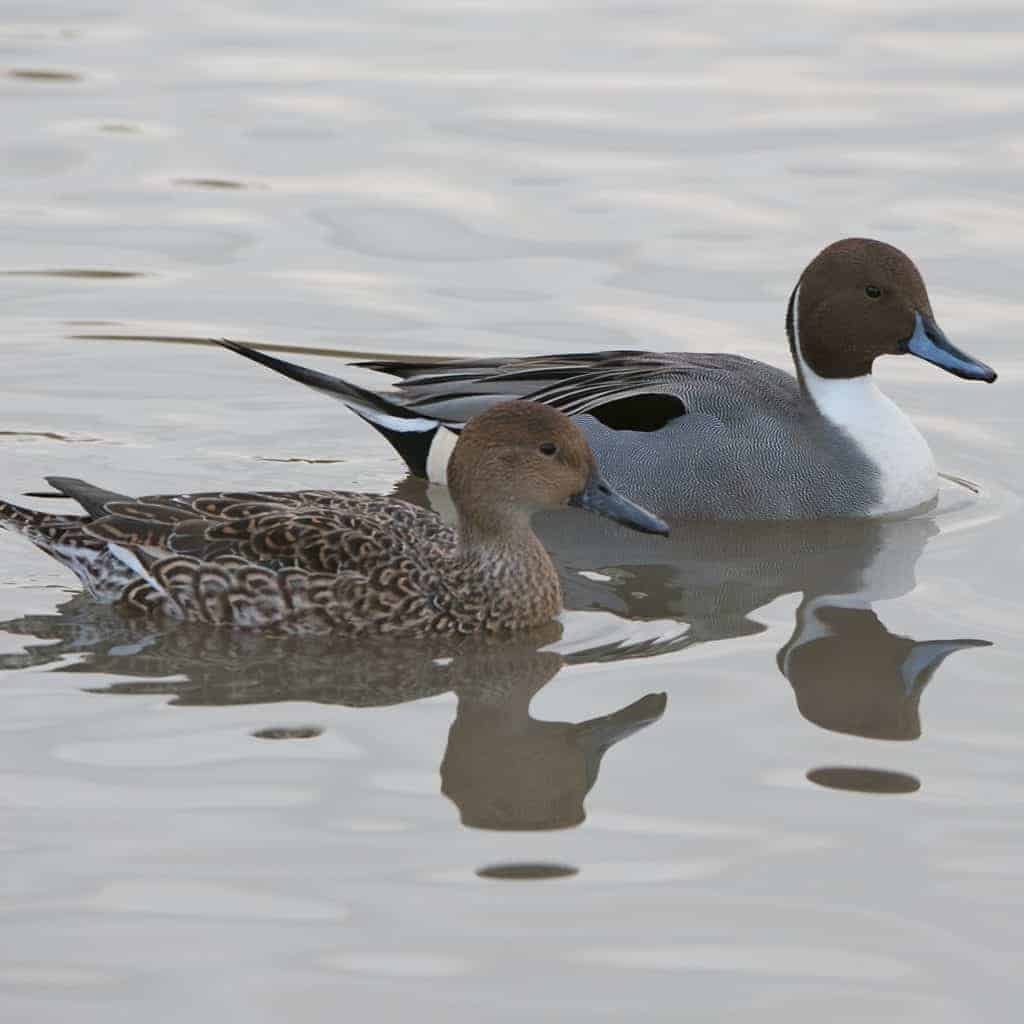 Waterfowl M to Q - British Waterfowl Association