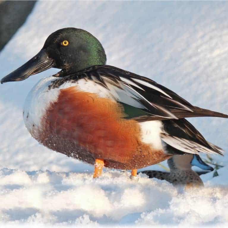 Waterfowl M to Q - British Waterfowl Association