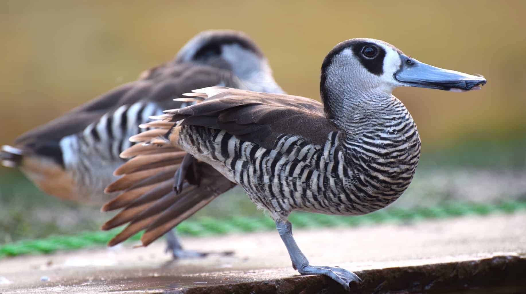 Pink-eared Duck - British Waterfowl Association