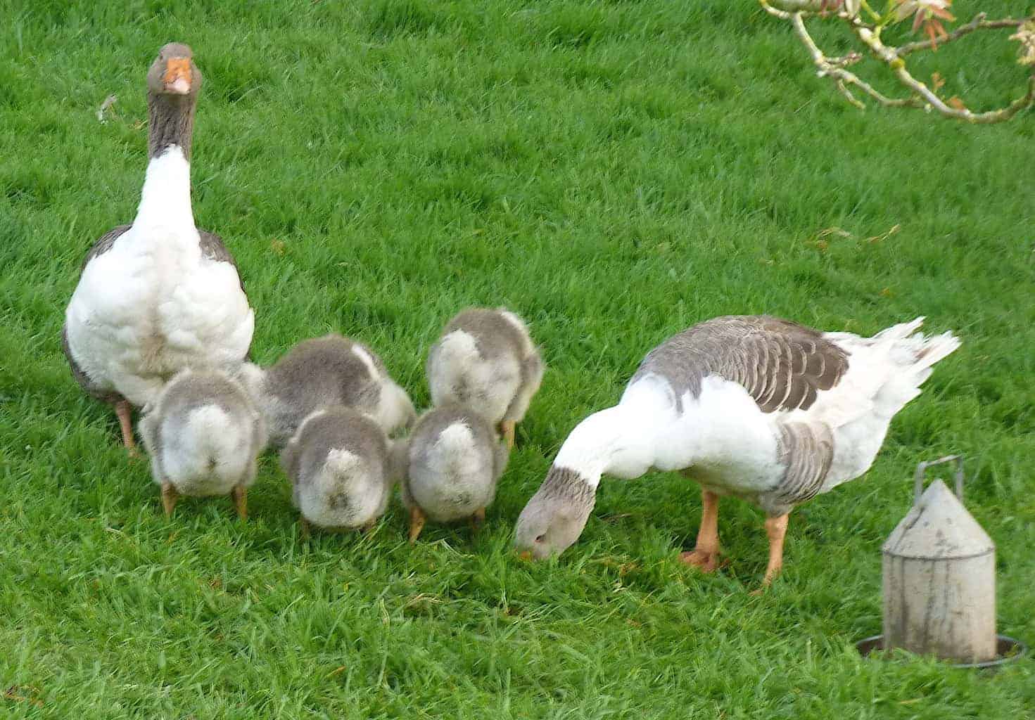Pomeranian Goose - British Waterfowl Association