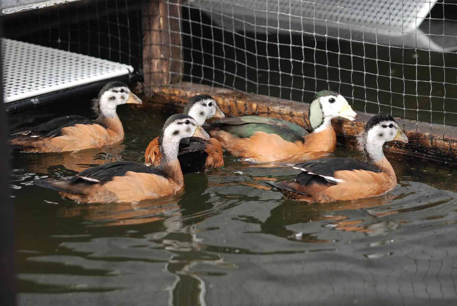 African Pygmy Goose - British Waterfowl Association