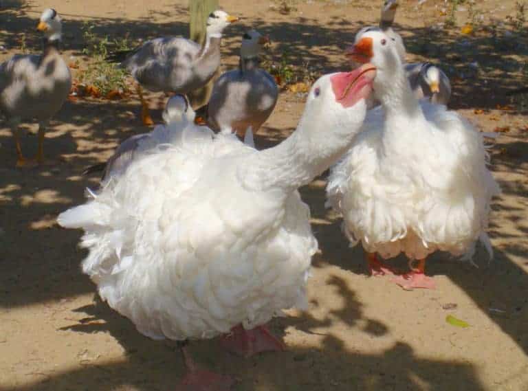 Sebastopol Goose - British Waterfowl Association