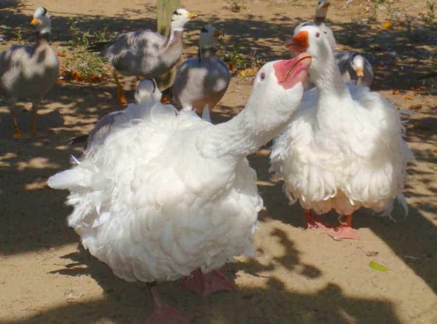 Sebastopol Goose - British Waterfowl Association