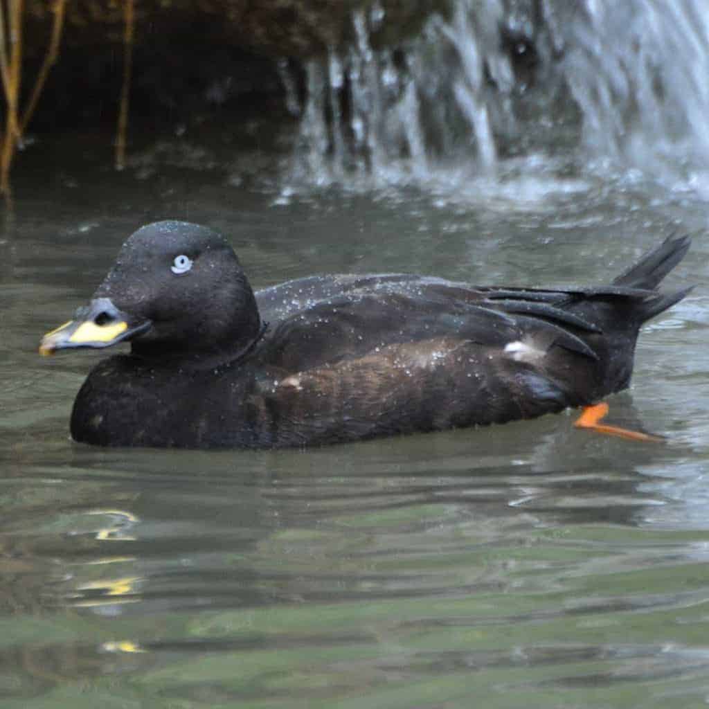 True Ducks - British Waterfowl Association