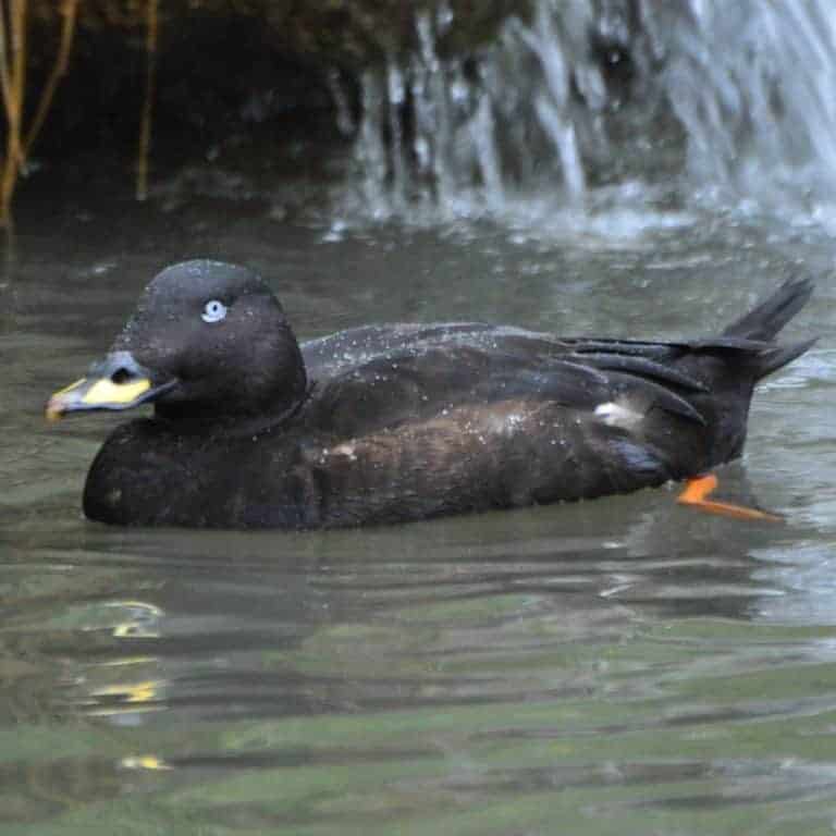 True Ducks - British Waterfowl Association