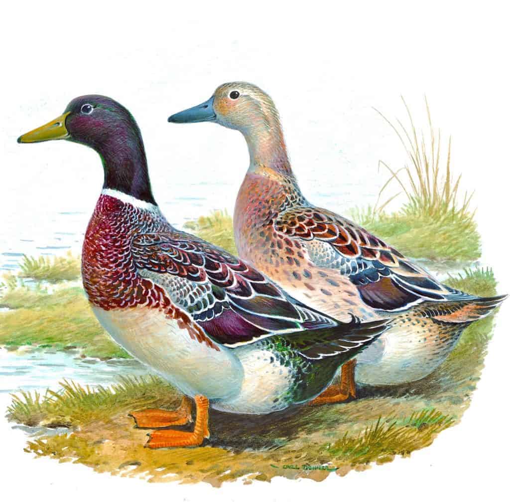 Waterfowl W to Z - British Waterfowl Association