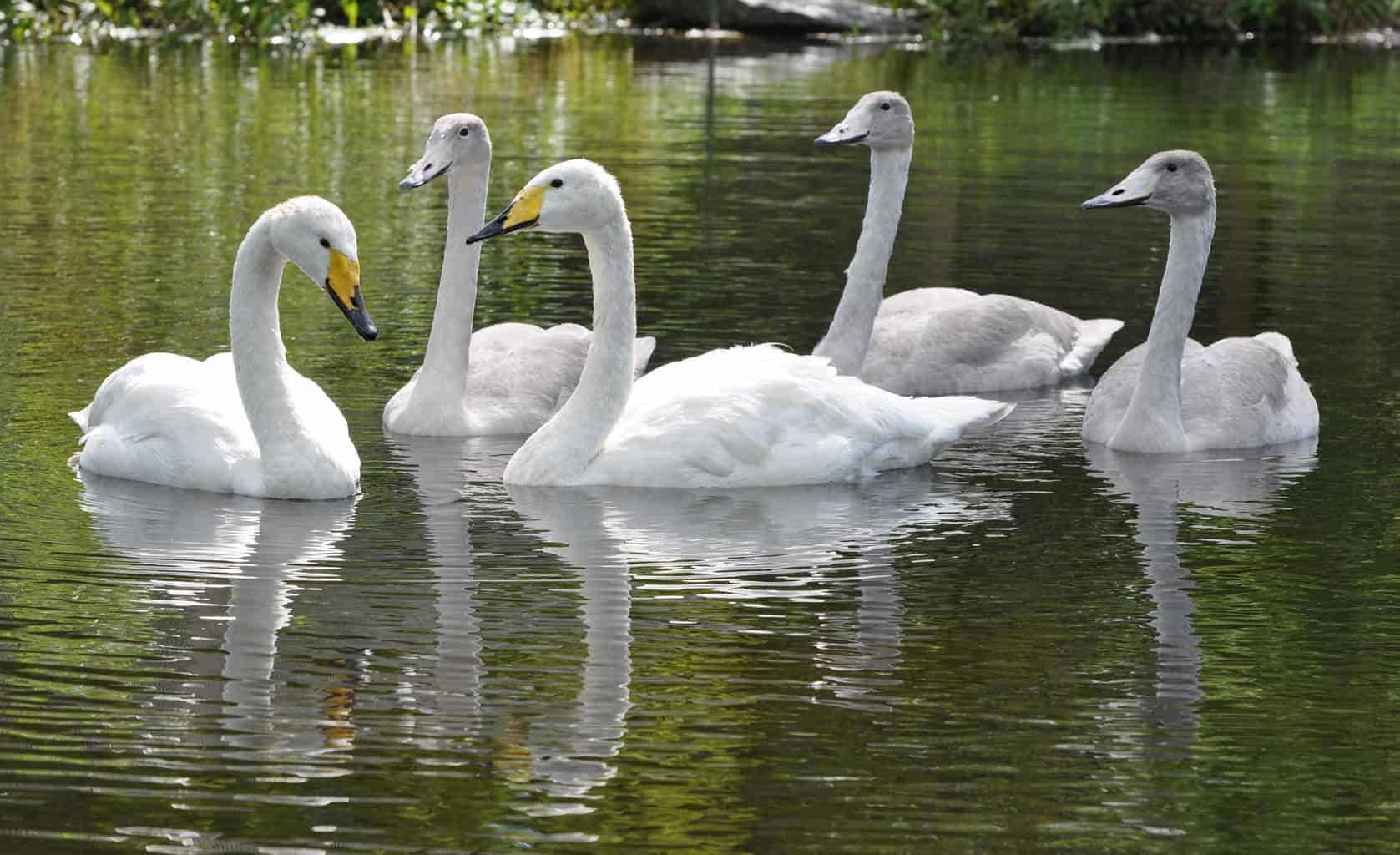 Whooper Swan - British Waterfowl Association