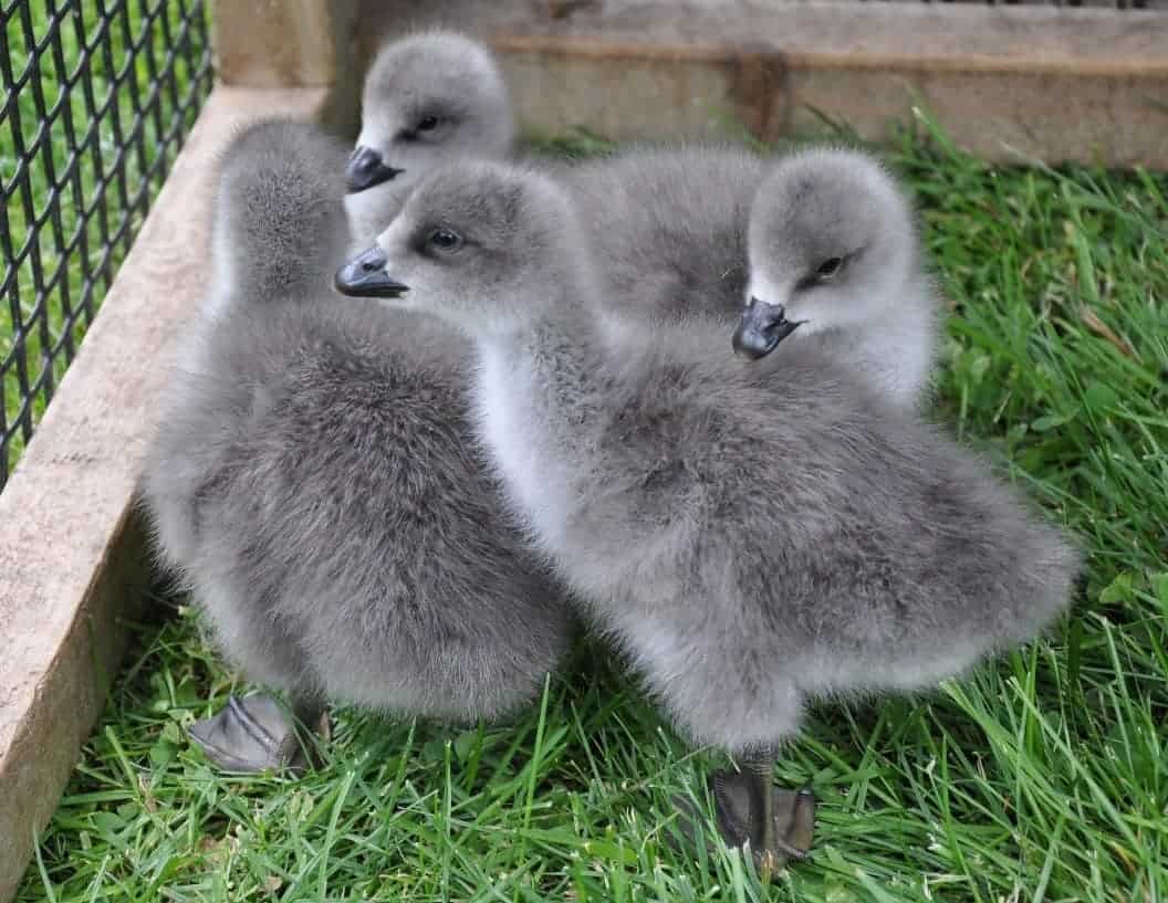 Emperor Goose - British Waterfowl Association