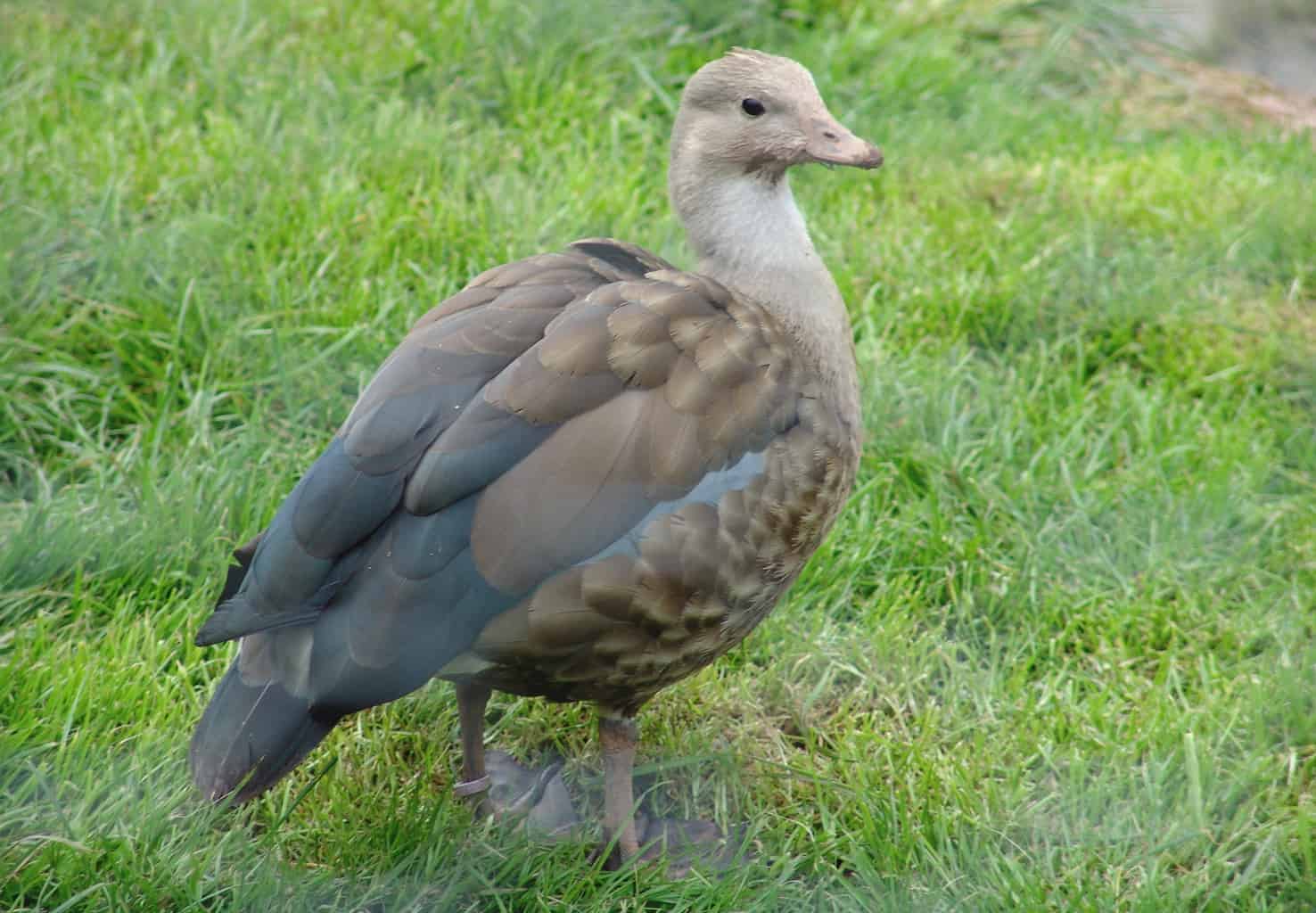 Blue-winged Goose - British Waterfowl Association