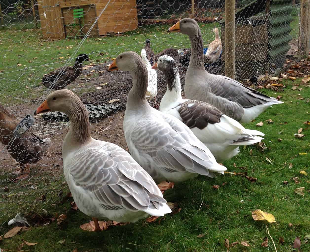 First Time? - British Waterfowl Association