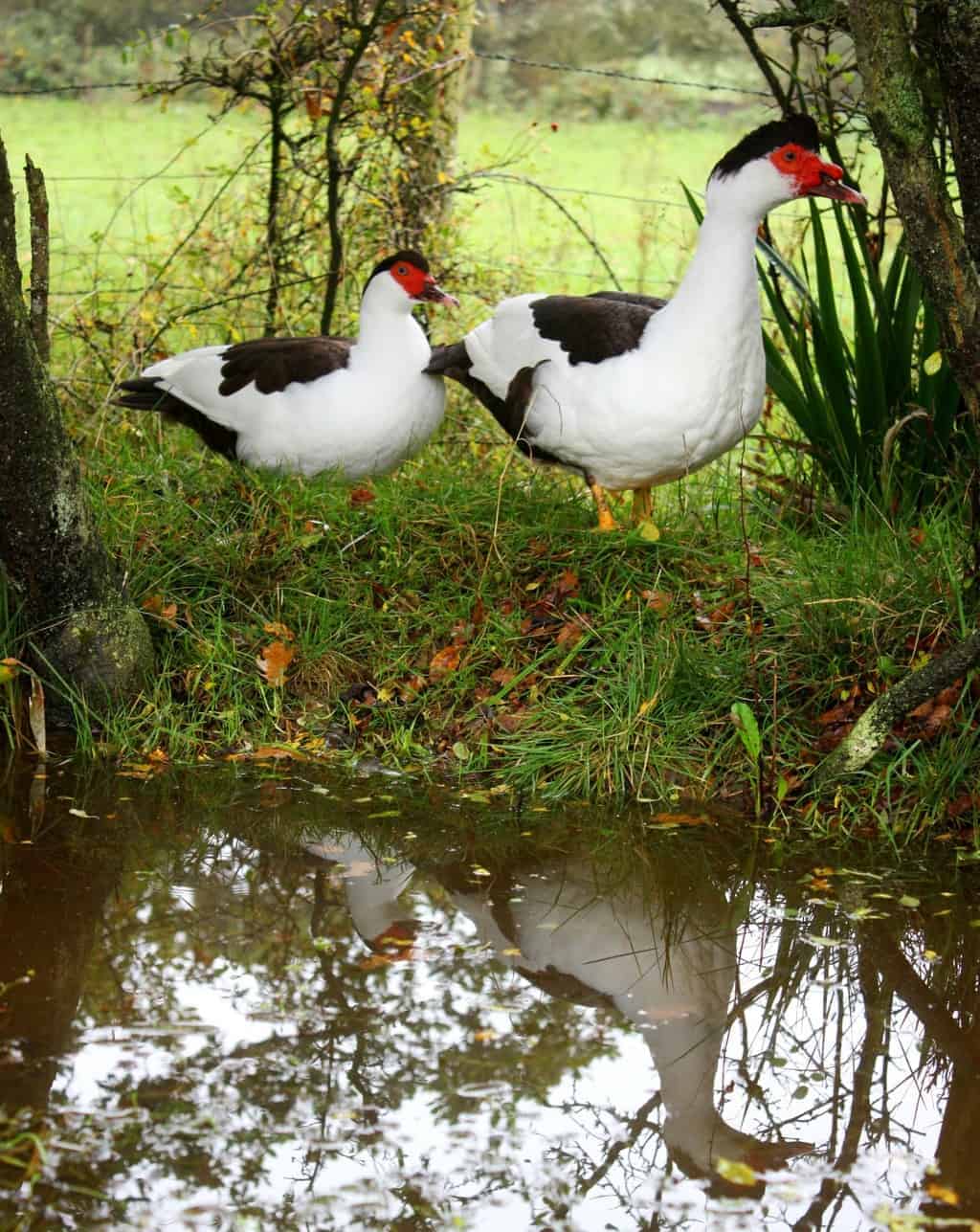 Muscovy (domestic) - British Waterfowl Association Muscovy (domestic) - British Waterfowl Association
