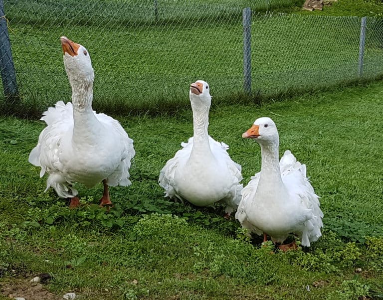 Sebastopol Goose - British Waterfowl Association
