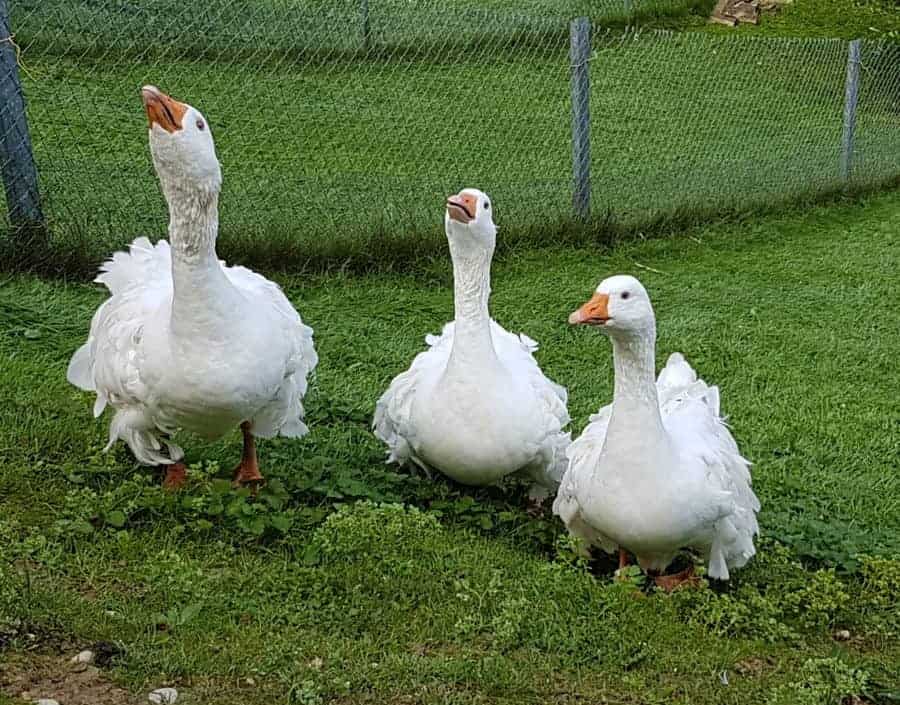 Sebastopol Goose - British Waterfowl Association