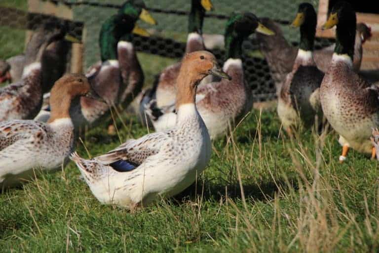 Abacot Ranger - British Waterfowl Association