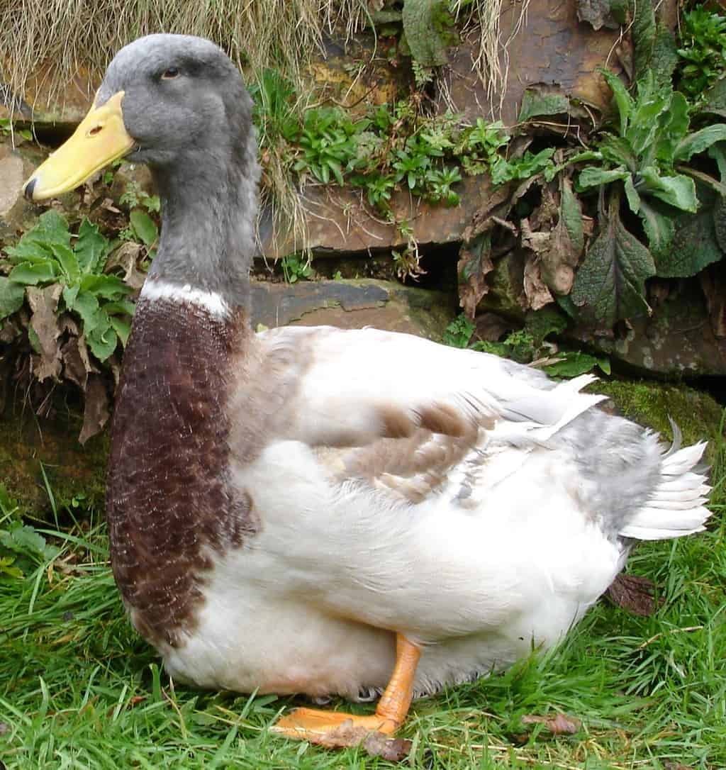 Rouen - British Waterfowl Association