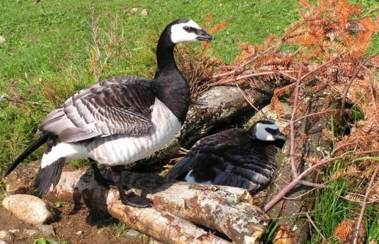 Barnacle Goose - British Waterfowl Association