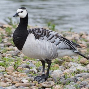 Barnacle Goose - British Waterfowl Association
