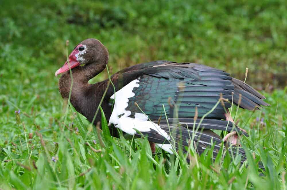 Spur-winged Goose - British Waterfowl Association