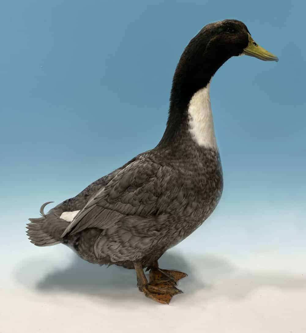 Blue Swedish - British Waterfowl Association