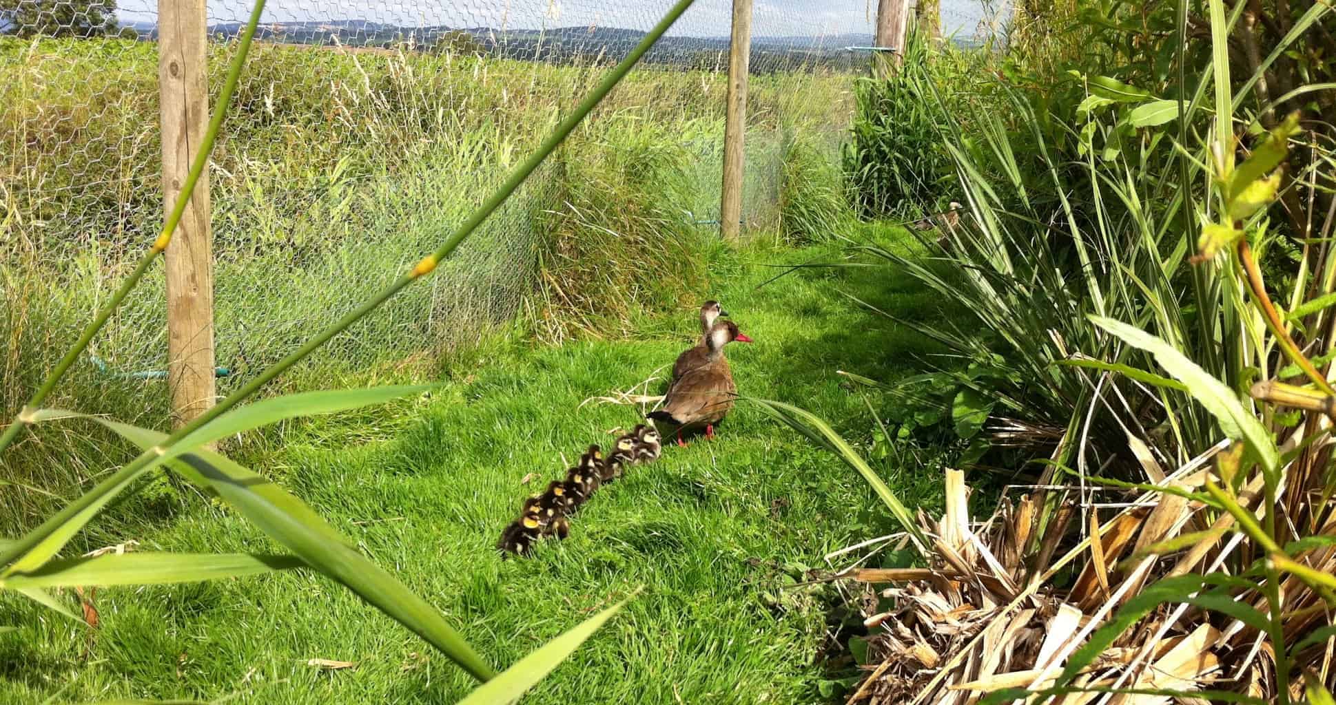 Raising Waterfowl - British Waterfowl Association