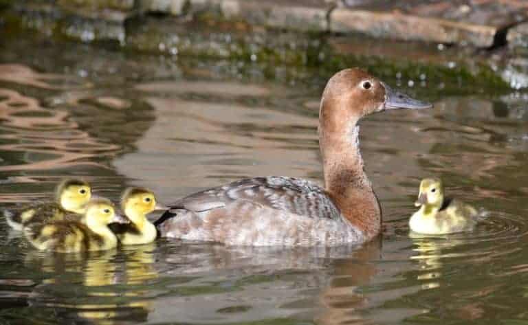 Canvasback - British Waterfowl Association