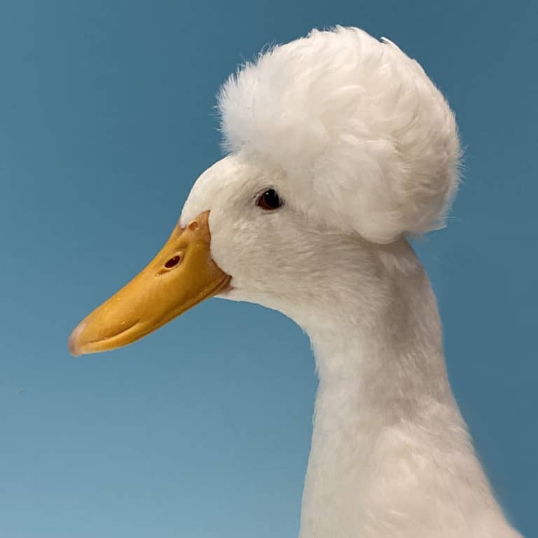 Light Ducks - British Waterfowl Association