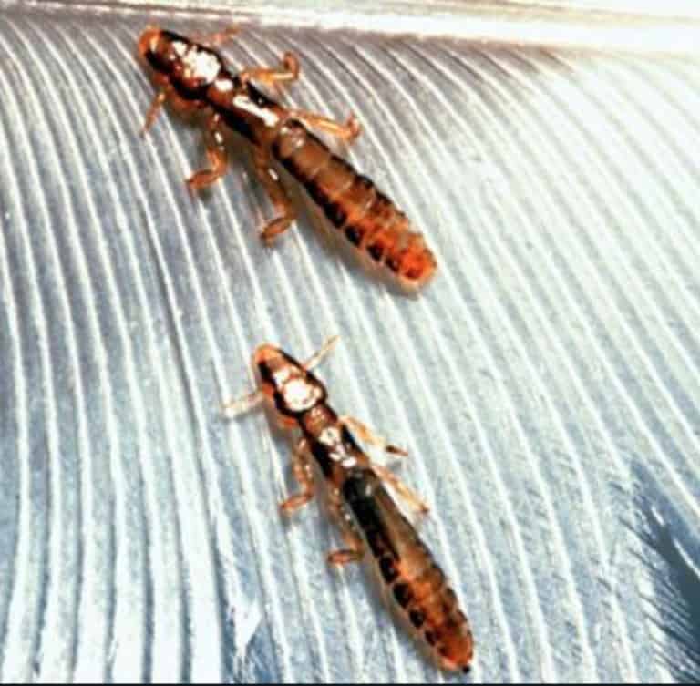 Waterfowl First Aid - British Waterfowl Association