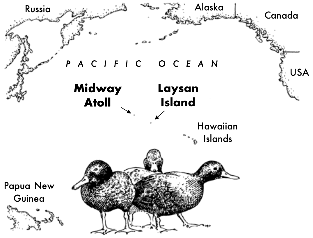 Laysan Duck - British Waterfowl Association
