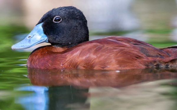 Maccoa Duck - British Waterfowl Association