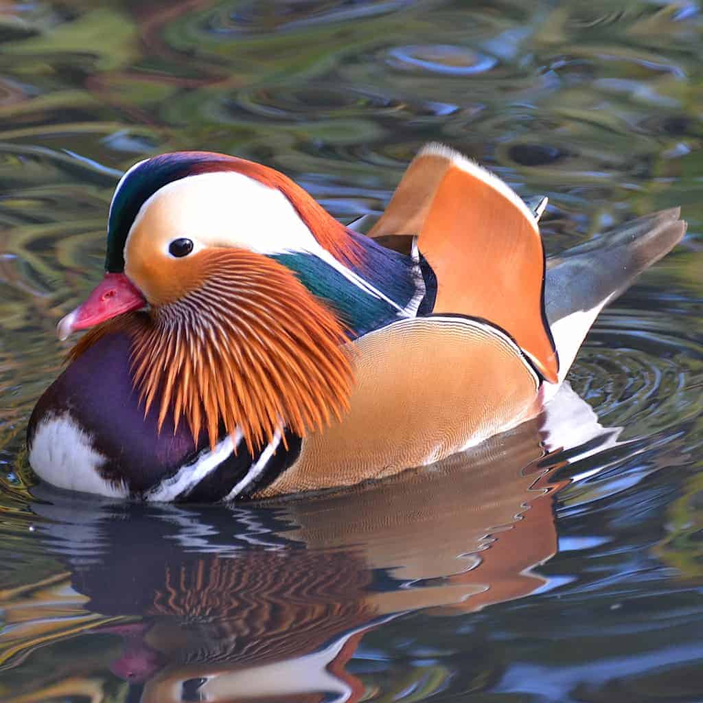 Waterfowl M to Q - British Waterfowl Association