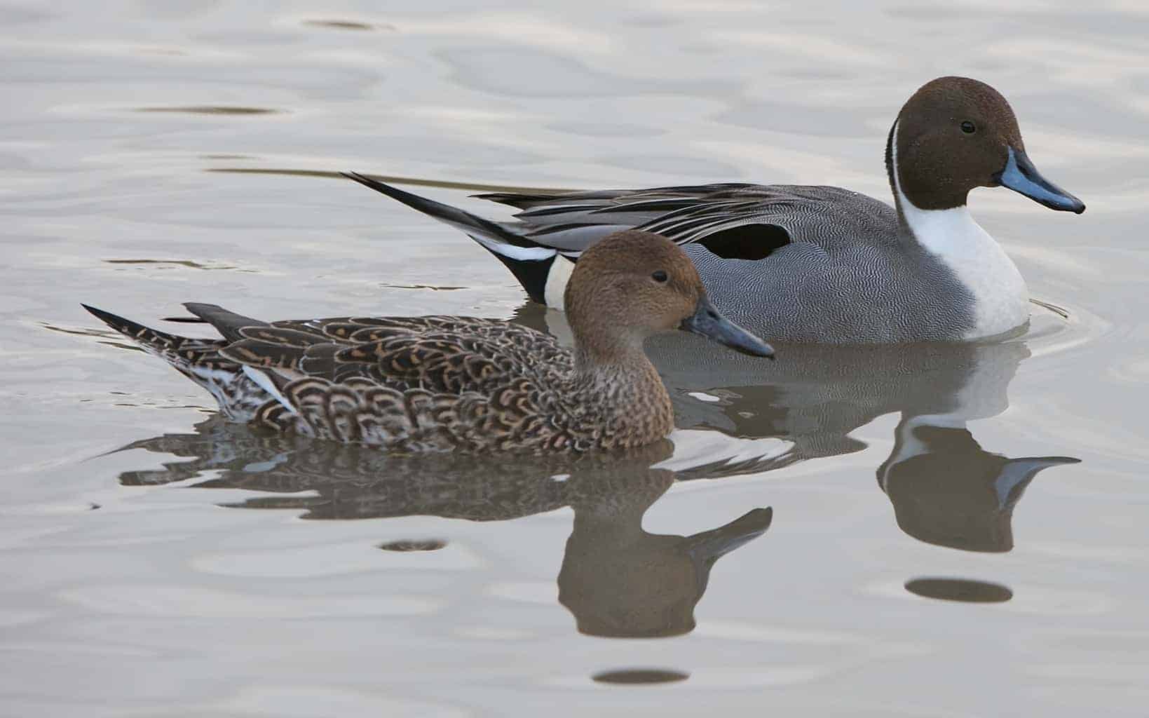 Northern Pintail - British Waterfowl Association